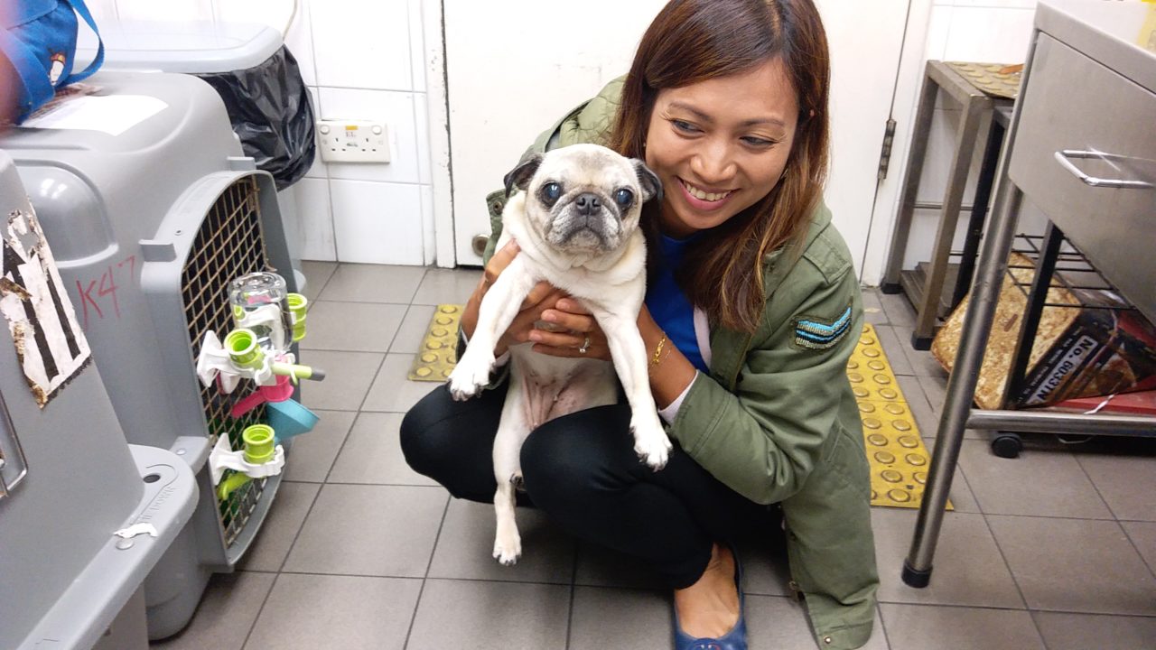 Quick Pet Relocation & Shipping Services to/from Hong Kong