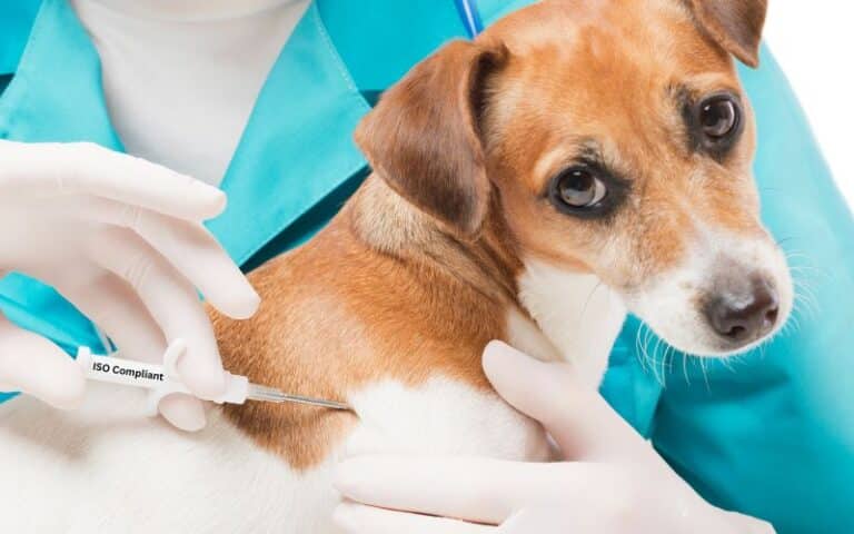 ISO Microchips: Why It Is Vital for International Pet Travel