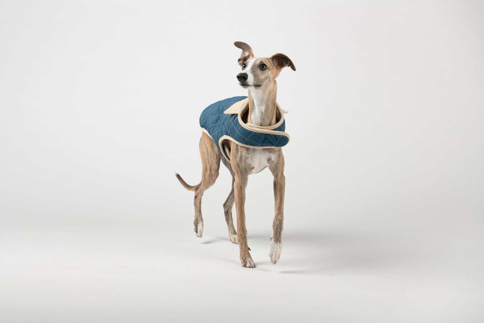 Importing Pets to Singapore | Singapore Pet Import Requirement