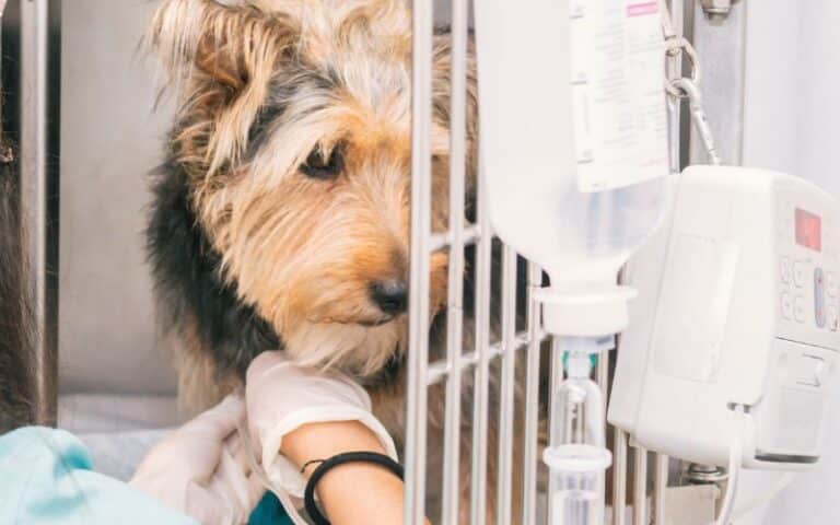 Singapore Pet Quarantine: Rules, Facilities & Process (2024)