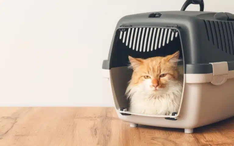 10 Helpful Advices for Moving Cats to a New Home