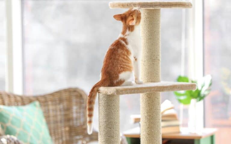 10 Helpful Advices for Moving Cats to a New Home