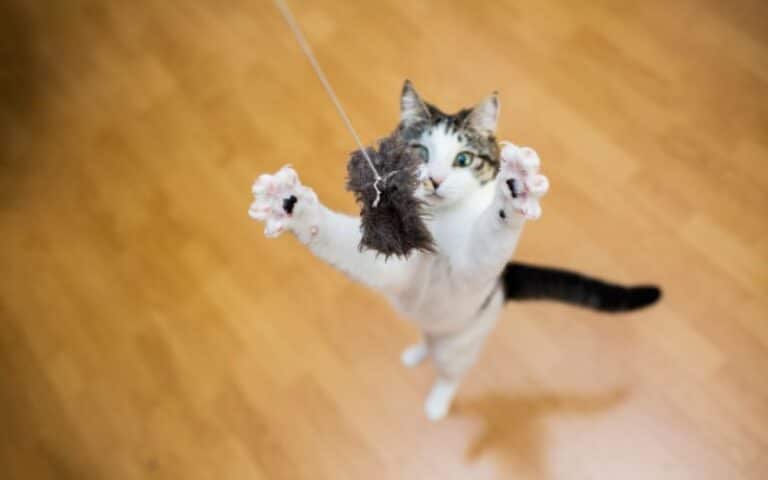 10 Helpful Advices for Moving Cats to a New Home