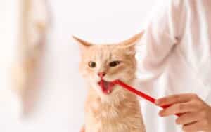 10 Helpful Advices for Moving Cats to a New Home