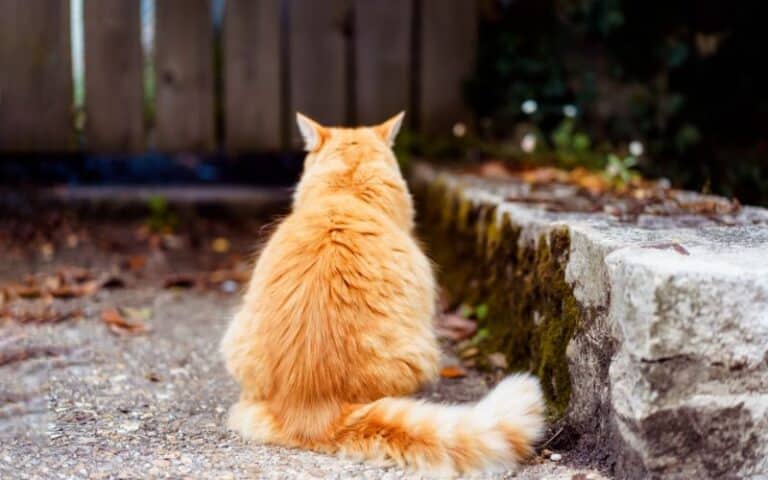 10 Helpful Advices for Moving Cats to a New Home