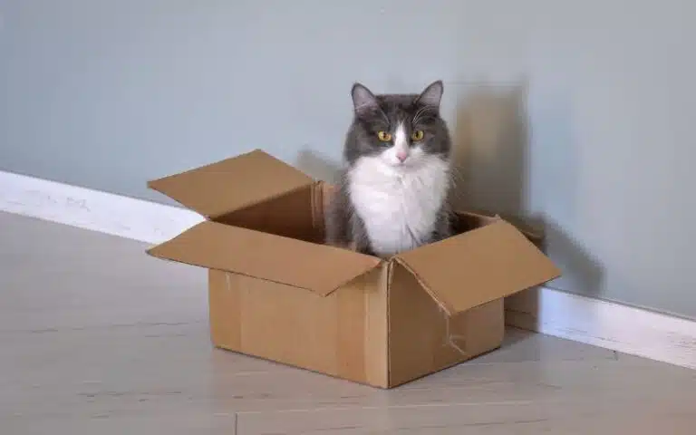 10 Helpful Advices for Moving Cats to a New Home
