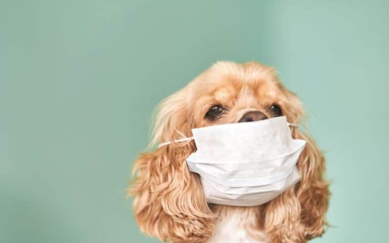 Singapore Pet Quarantine: Rules, Facilities & Process (2024)