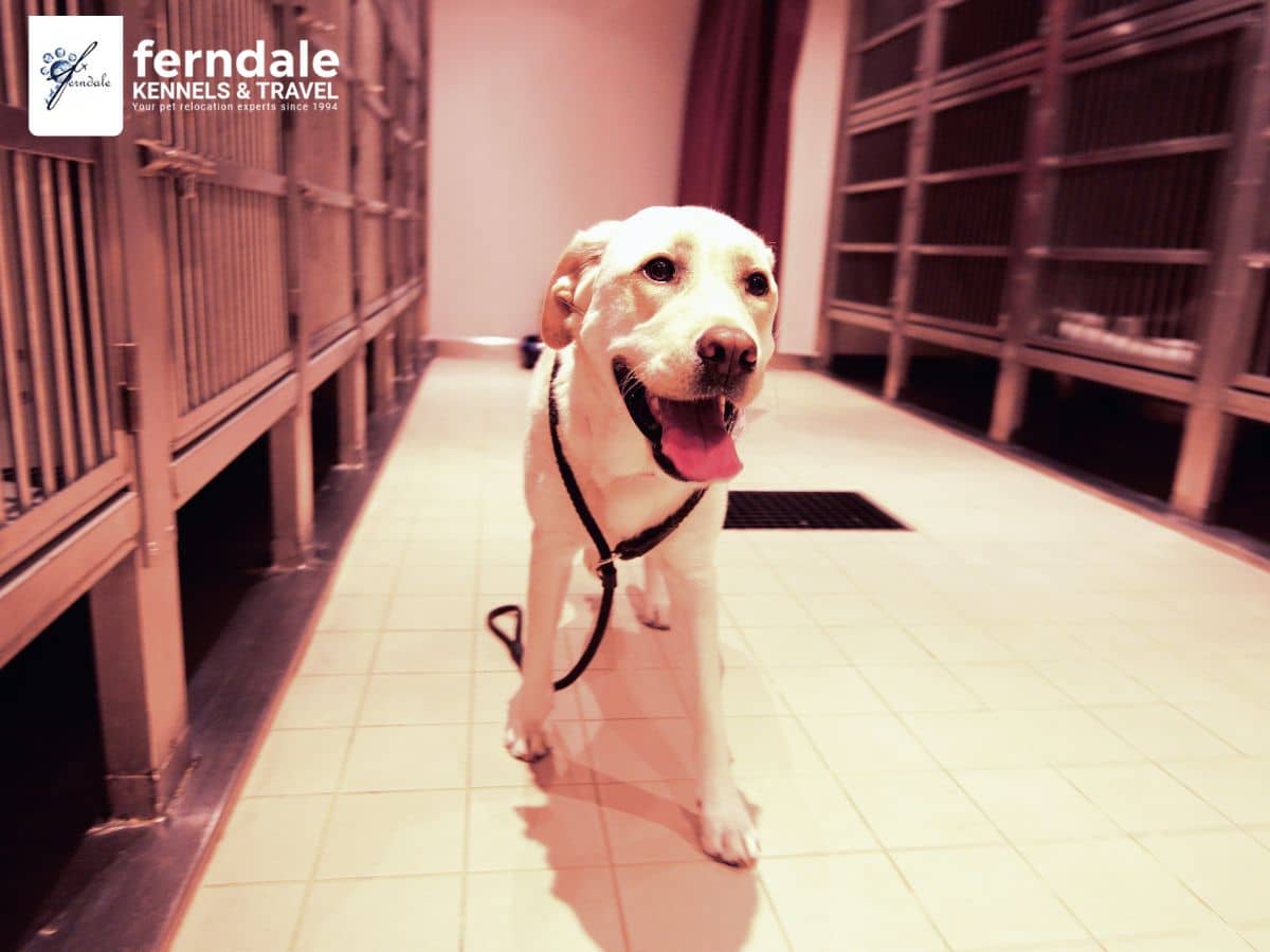 Pet Quarantine in New Zealand | Comprehensive Guide