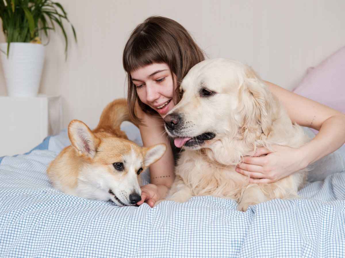 Pet Quarantine USA: Essential Rules & Requirements